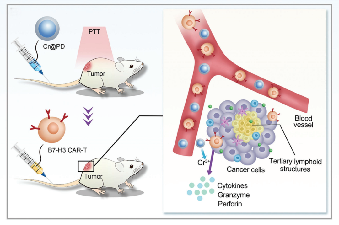 【再登顶刊】百暨基因CAR-T携手新材料开拓实体瘤治疗新思路！医药新闻-ByDrug-一站式医药资源共享中心-医药魔方