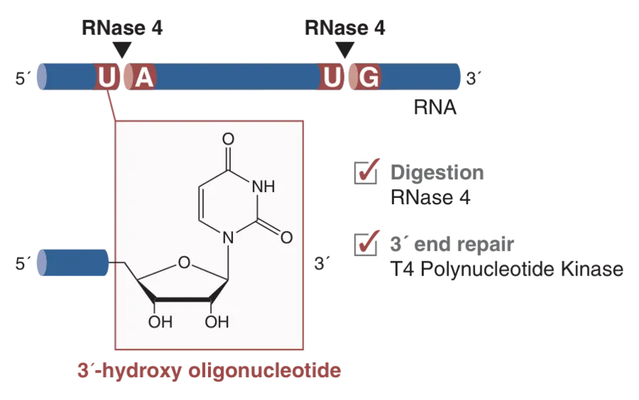 mRNA 加帽效率检测首选：NEB 全新推出 RNase 4 酶切和 3′ 末端修复预混液医药新闻-ByDrug-一站式医药资源共享中心-医药魔方