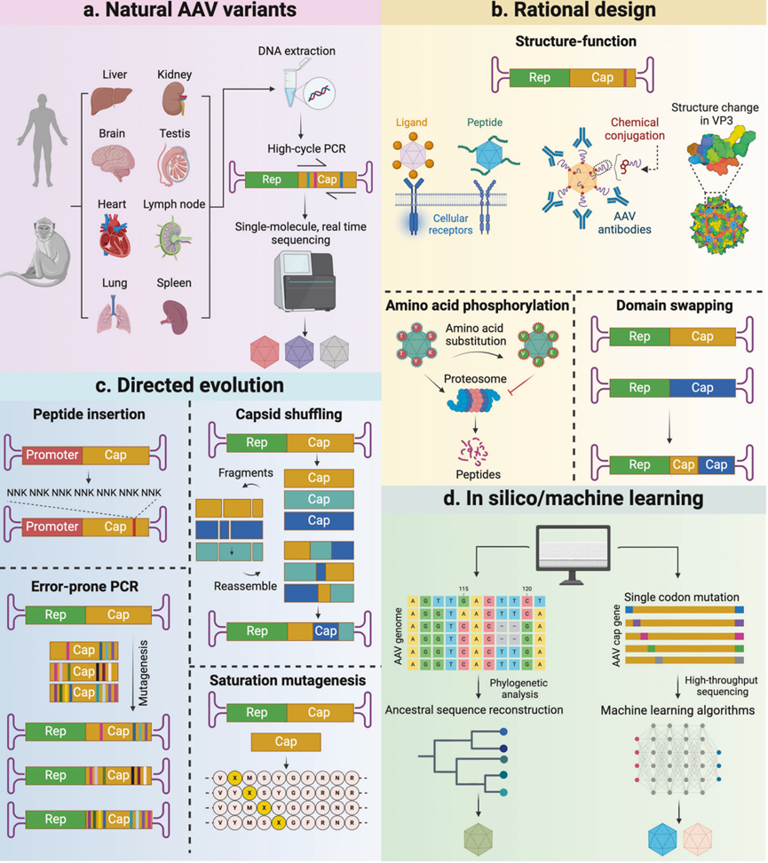 IF=40.5，跟着高分综述深入学习基因治疗递送载体AAV-载体开发篇医药新闻-ByDrug-一站式医药资源共享中心-医药魔方