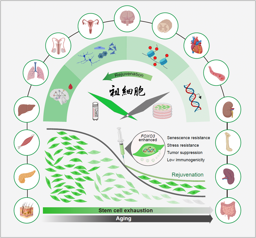 我国科研团队开发通用型抗衰间充质祖细胞疗法，开创多器官协同抗衰新路径医药新闻-ByDrug-一站式医药资源共享中心-医药魔方
