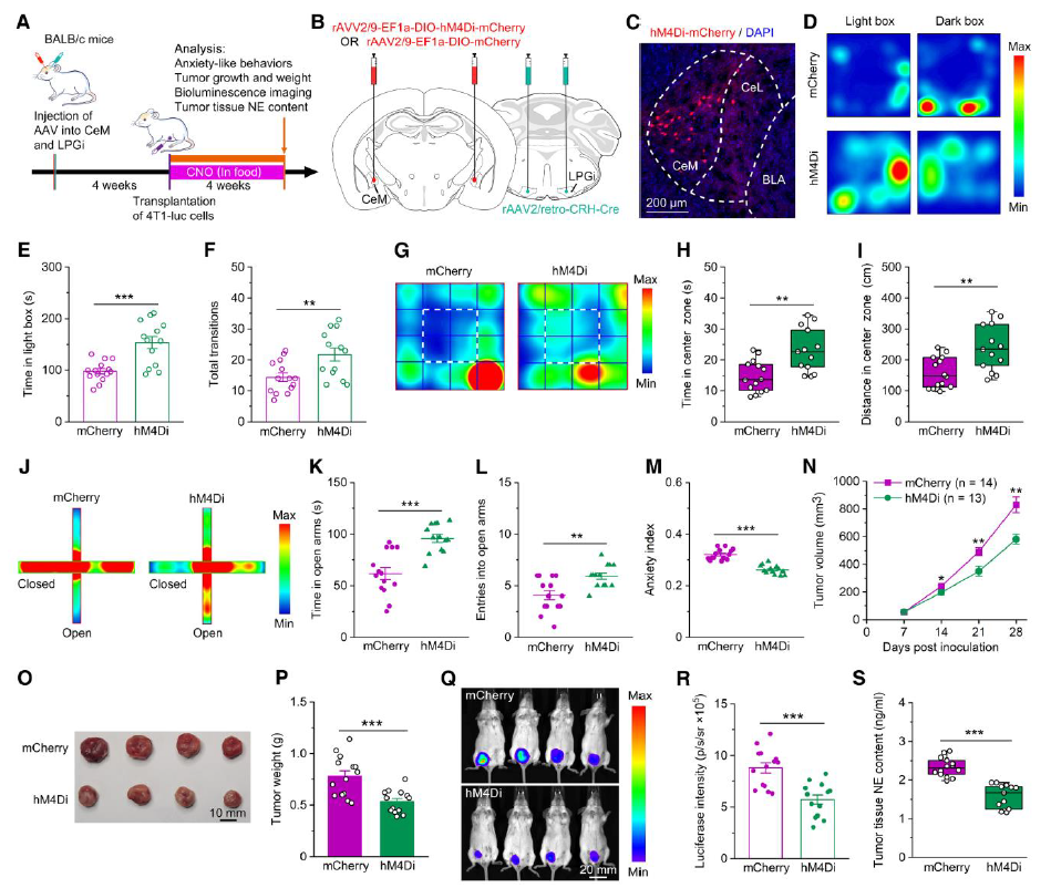 JCI | 肿瘤治疗再现曙光！陆军军医大学吴广延/张毅团队揭示中枢神经系统与肿瘤间的神经环路在乳腺癌进展的作用医药新闻-ByDrug-一站式 ...