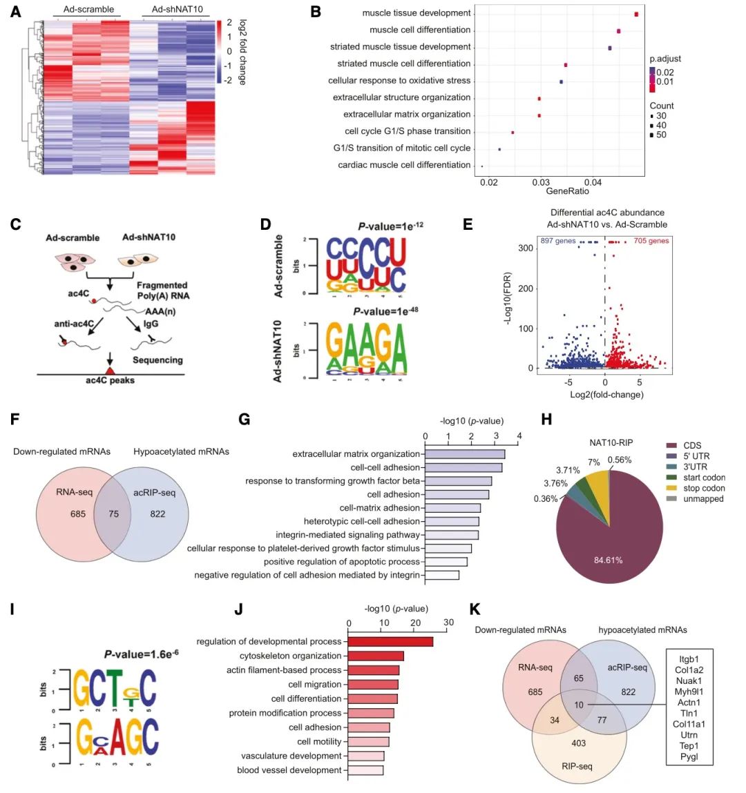 EUR HEART J 福建医科大学/陆军军医大学合作发现乙酰化转移酶NAT10通过mRNA ac4C修饰调控血管重构医药新闻-ByDrug-一站式医药资源共享中心-医药魔方