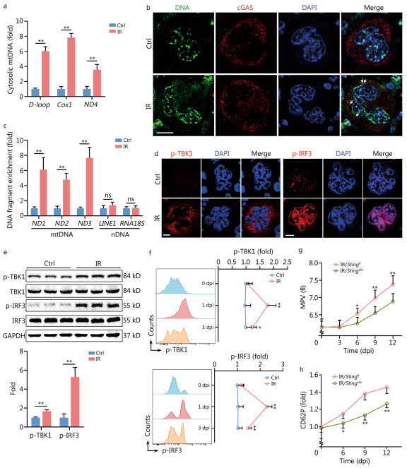MMR-揭示放射损伤后骨髓巨核细胞的作用与机制医药新闻-ByDrug-一站式医药资源共享中心-医药魔方