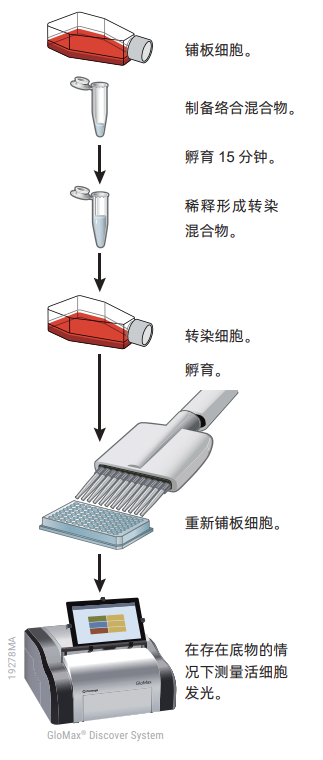 新品 | HiBiT活细胞靶向蛋白降解高效新利器！LgBiT mRNA递送系统医药新闻-ByDrug-一站式医药资源共享中心-医药魔方