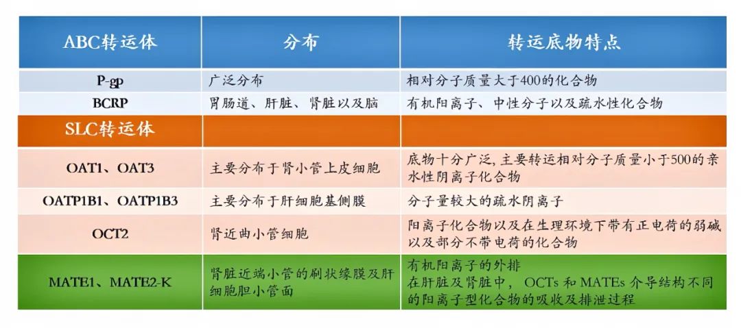 IPHASE国内首家OATP1B1转运体细胞研发成功医药新闻-ByDrug-一站式医药资源共享中心-医药魔方