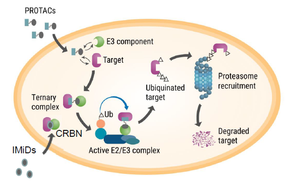 技术 | 活细胞中PROTAC和分子胶靶向降解的实时监测方法医药新闻-ByDrug-一站式医药资源共享中心-医药魔方