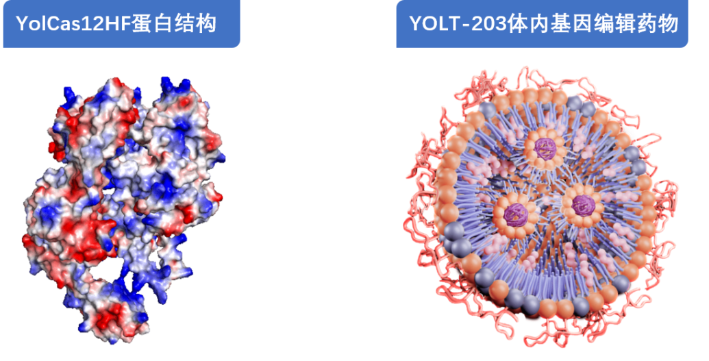 尧唐生物mRNA-LNP体内基因编辑药物YOLT-203临床研究结果积极医药新闻-ByDrug-一站式医药资源共享中心-医药魔方