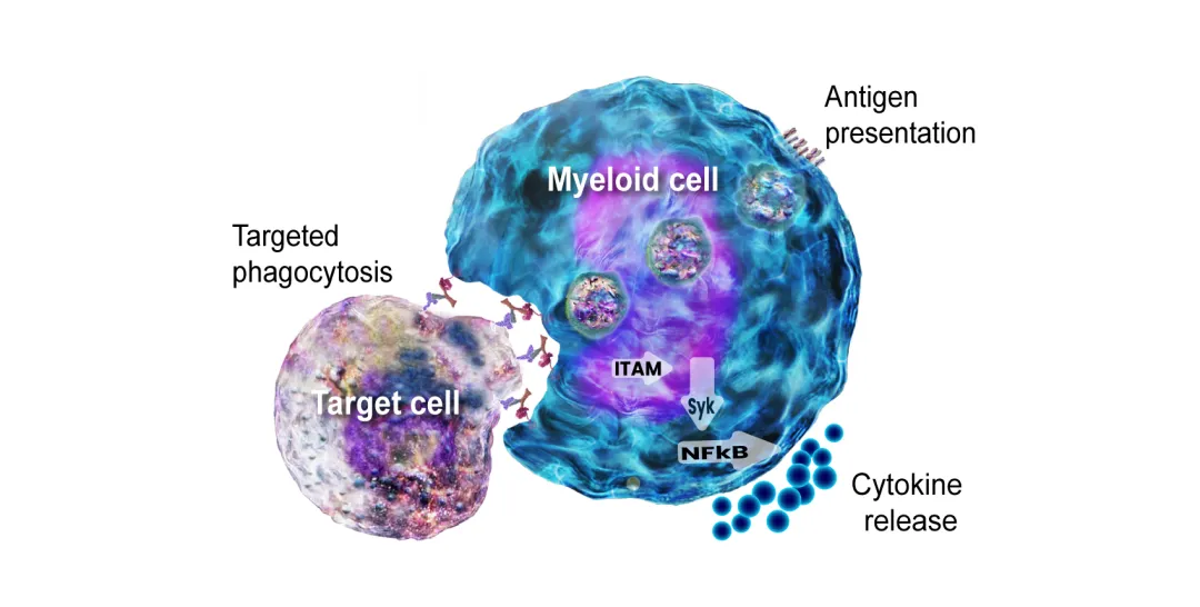 19亿美元！赛诺菲收购一款Dren Bio开发的MCE双抗医药新闻-ByDrug-一站式医药资源共享中心-医药魔方