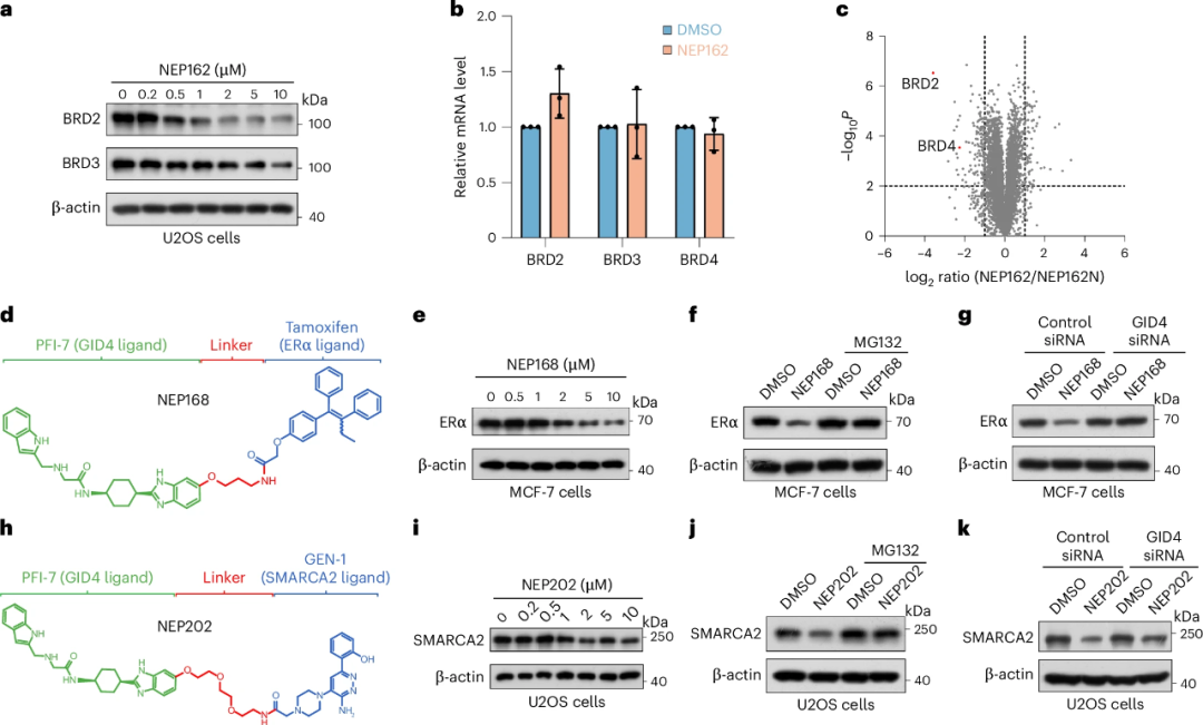 中国科学家Nature子刊：PROTAC“迎来”全新E3连接酶医药新闻-ByDrug-一站式医药资源共享中心-医药魔方