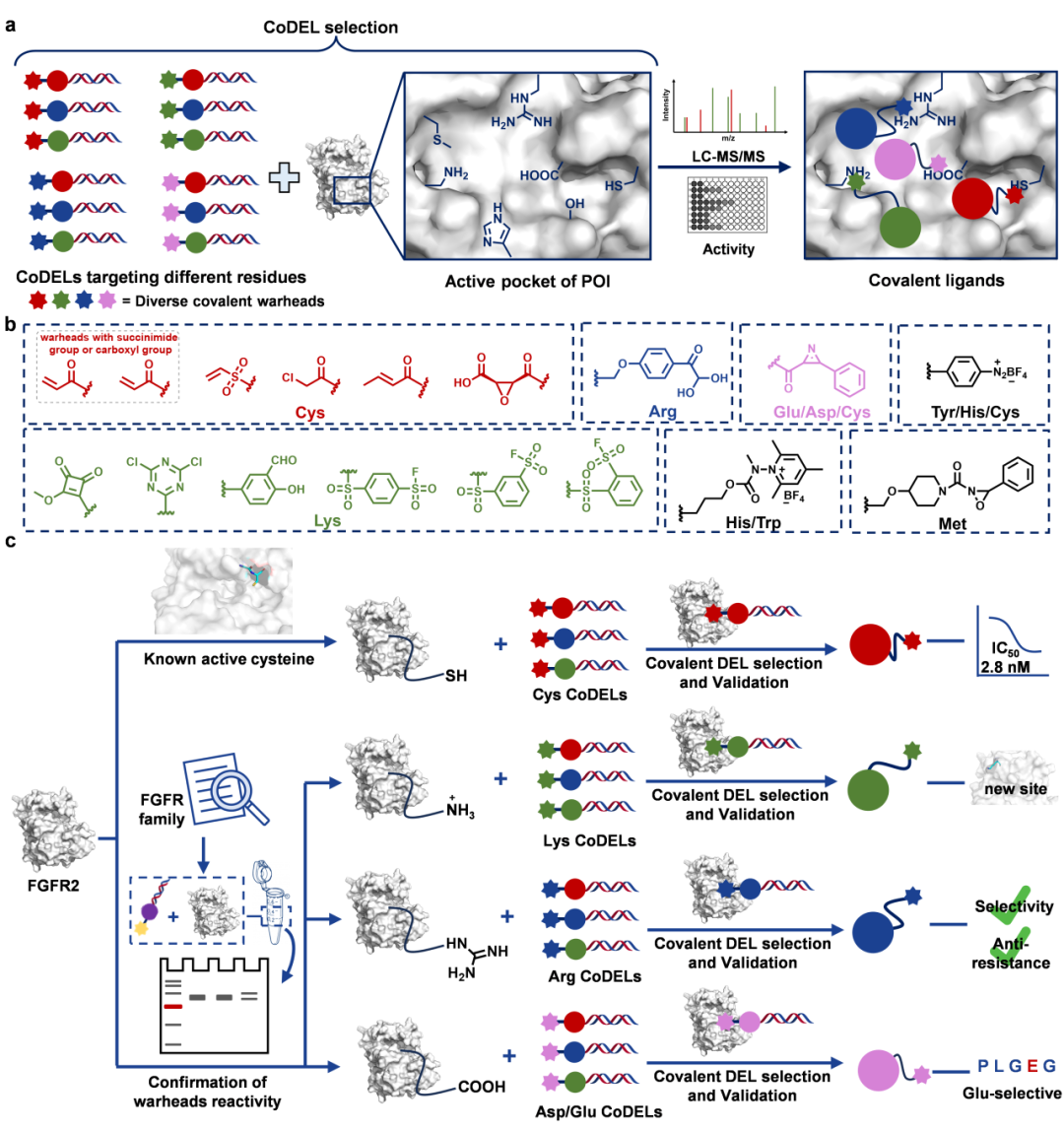 JACS | 上海药物所构建多弹头CoDEL筛选平台发现残基选择性共价抑制剂医药新闻-ByDrug-一站式医药资源共享中心-医药魔方