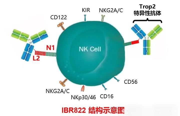 全球首款靶向Trop-2治疗实体瘤的CAR-NK细胞产品—IBR822细胞注射液I期临床试验正式启动医药新闻-ByDrug-一站式医药资源共享中心-医药魔方
