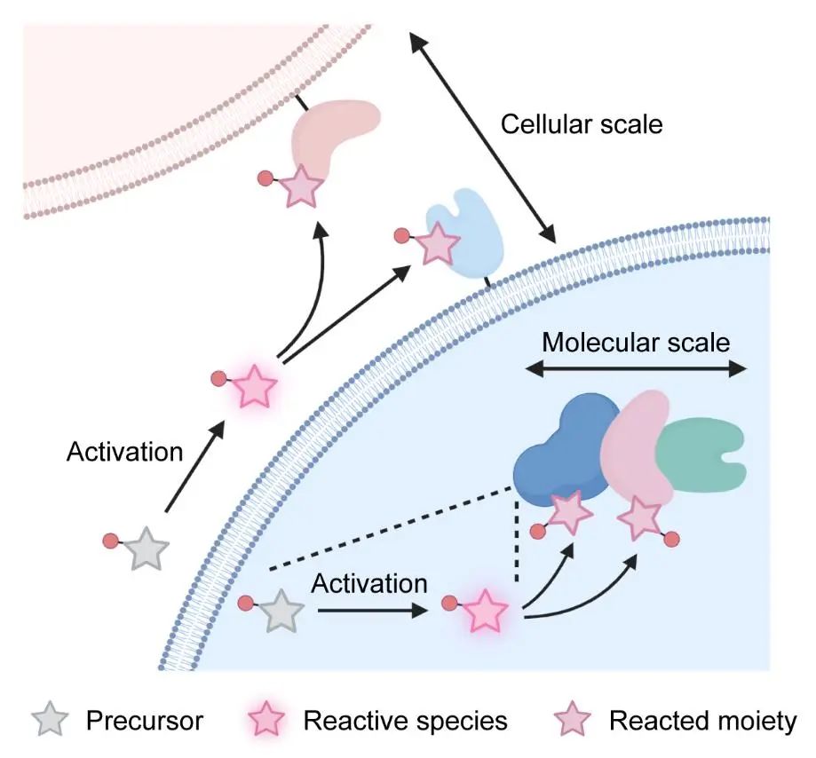 ACS Cent. Sci. 陈兴教授团队 | 基于活性物种的空间邻近组学医药新闻-ByDrug-一站式医药资源共享中心-医药魔方