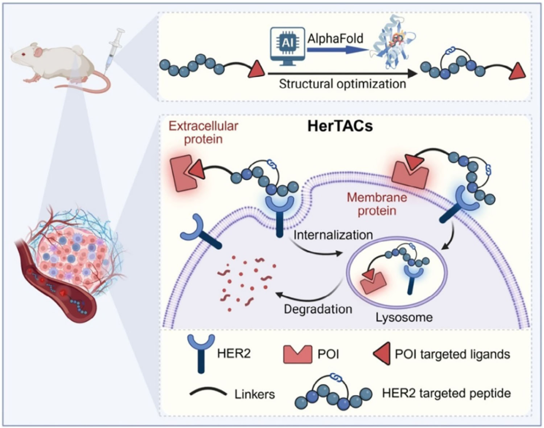 PROTAC之后，HerTAC来了 | 中国科学家Angew医药新闻-ByDrug-一站式医药资源共享中心-医药魔方