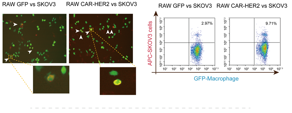 看得见的浸润 | 鲲石生物CAR-M体外3D评估模型成果发布医药新闻-ByDrug-一站式医药资源共享中心-医药魔方
