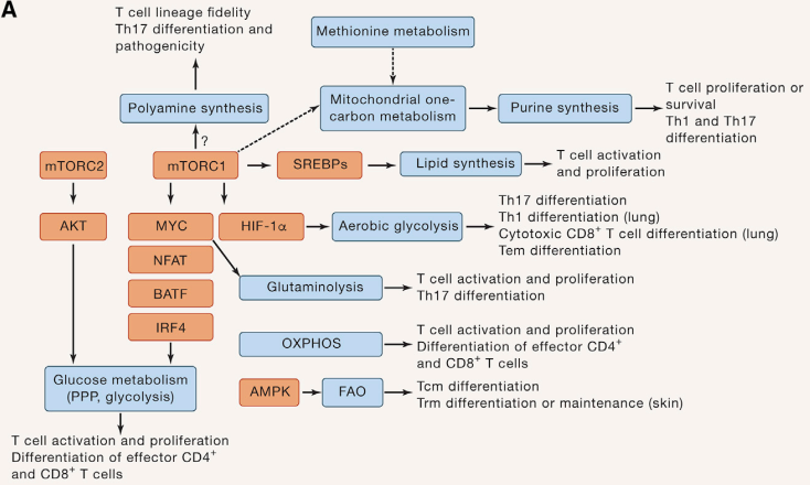 T细胞活化的第四信号医药新闻-ByDrug-一站式医药资源共享中心-医药魔方