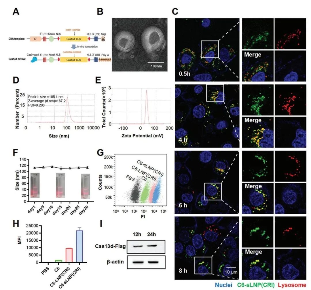 Adv Sci | 效果远超奥司他韦！中国农大开发SCSD增强CRISPR/Cas13d抗流感病毒疗效医药新闻-ByDrug-一站式医药资源共享中心-医药魔方