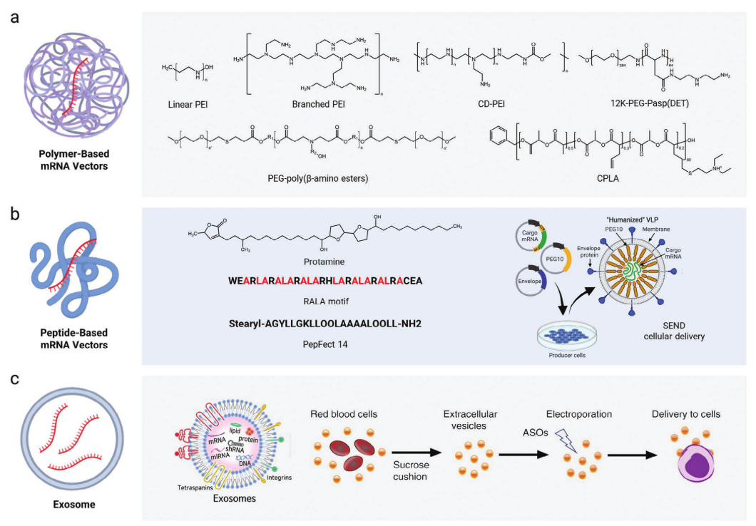 非病毒载体mRNA疫苗的现状和展望医药新闻-ByDrug-一站式医药资源共享中心-医药魔方
