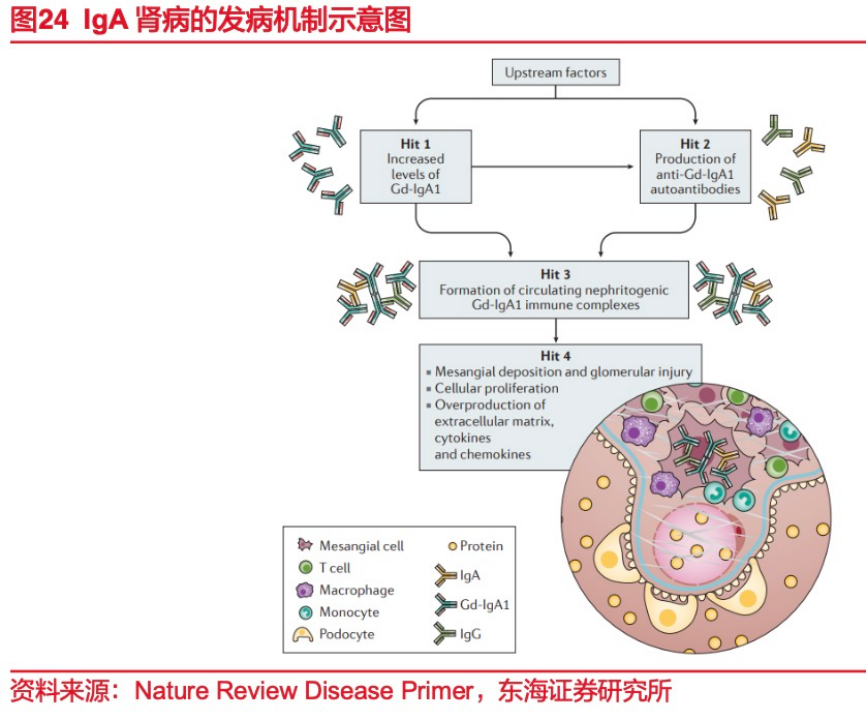 肾病“金矿”开采-有人庆功，有人失意（附全球IgA肾病创新药研发管线）医药新闻-ByDrug-一站式医药资源共享中心-医药魔方
