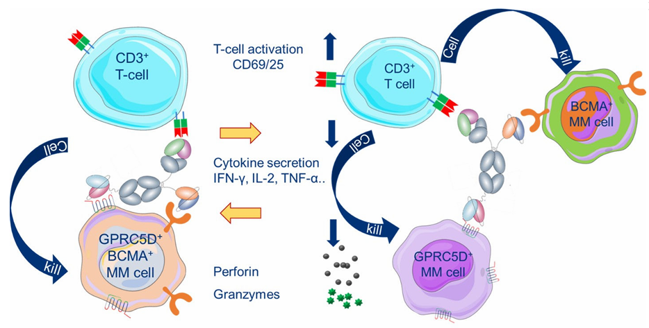 ORR高达86%！强生三抗药物公布首个临床数据医药新闻-ByDrug-一站式医药资源共享中心-医药魔方