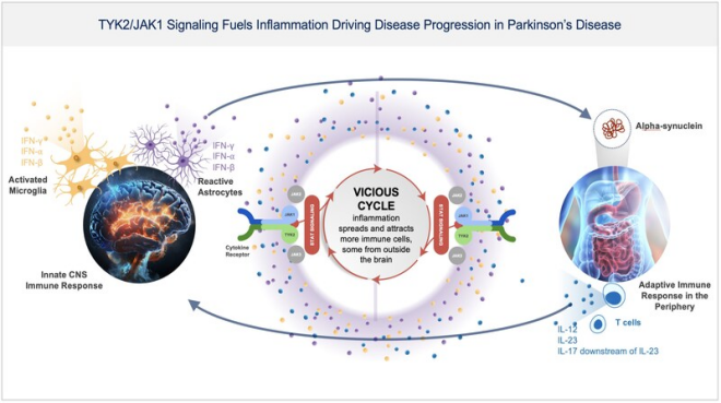 高光制药合作伙伴Biohaven宣布其BHV-8000(TLL-041)针对早期帕金森病的Ⅱ/Ⅲ期研究完成首例患者入组医药新闻-ByDrug-一站式医药资源共享中心-医药魔方