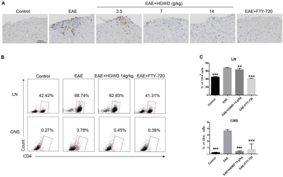 Phytomedicine：黄芪桂枝五物汤通过影响CD4+T细胞治疗MS医药新闻-ByDrug-一站式医药资源共享中心-医药魔方