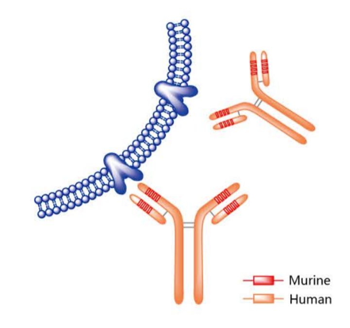 2024年值得关注的十大抗癌药物医药新闻-ByDrug-一站式医药资源共享中心-医药魔方