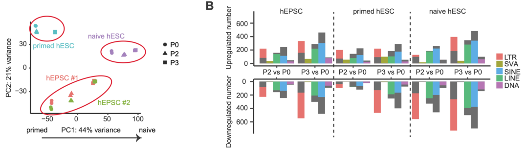 上海嘉因转座子transposon m6A MeRIP-seq客户文章 | METTL3-m6A修饰 经转座子调控多能干细胞命运医药新闻 ...