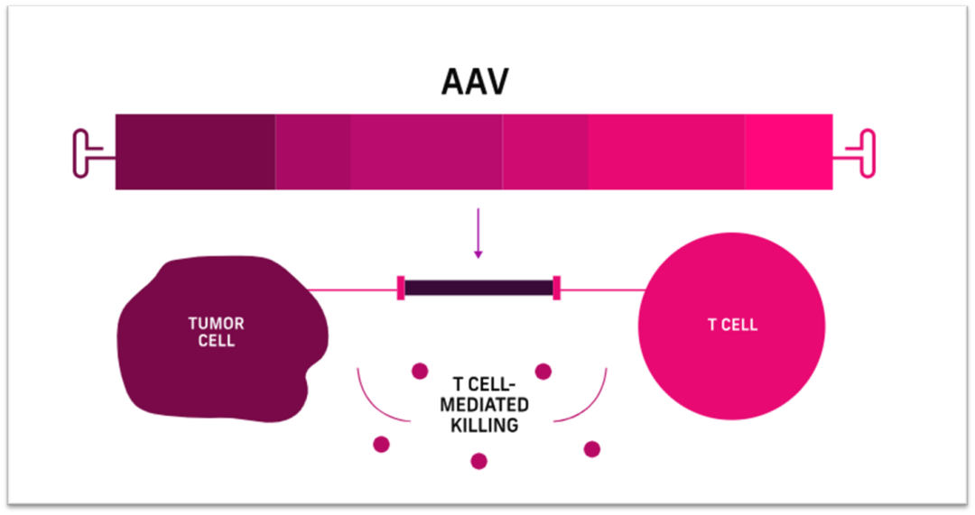 首个AAV递送癌症免疫疗法！新锐基因治疗公司荣获2600万美元融资医药新闻-ByDrug-一站式医药资源共享中心-医药魔方