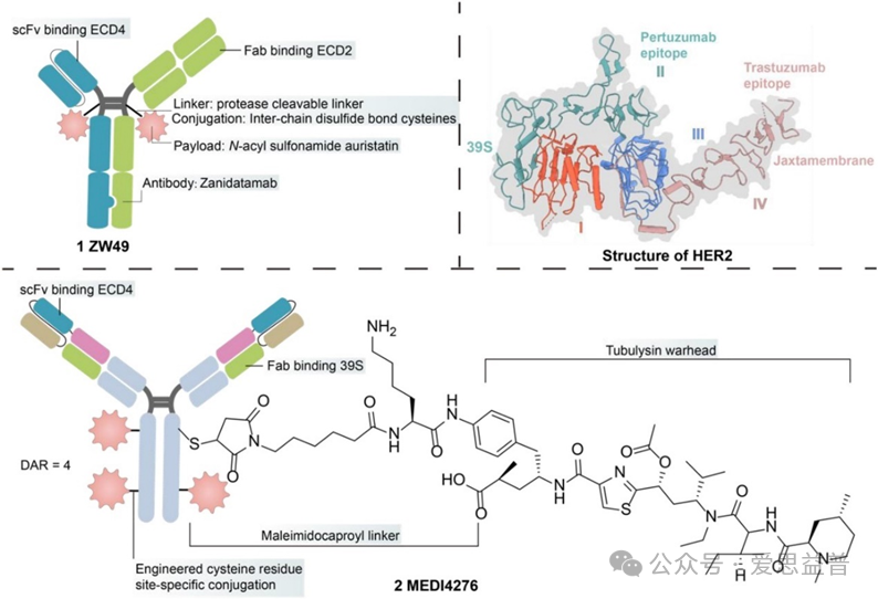 双靶点精准制导：新一代BsADCs药物的DMPK研究策略医药新闻-ByDrug-一站式医药资源共享中心-医药魔方