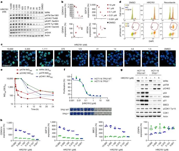1天2篇Nature！“合成致死”靶点WRN，抗癌潜力无限医药新闻-ByDrug-一站式医药资源共享中心-医药魔方
