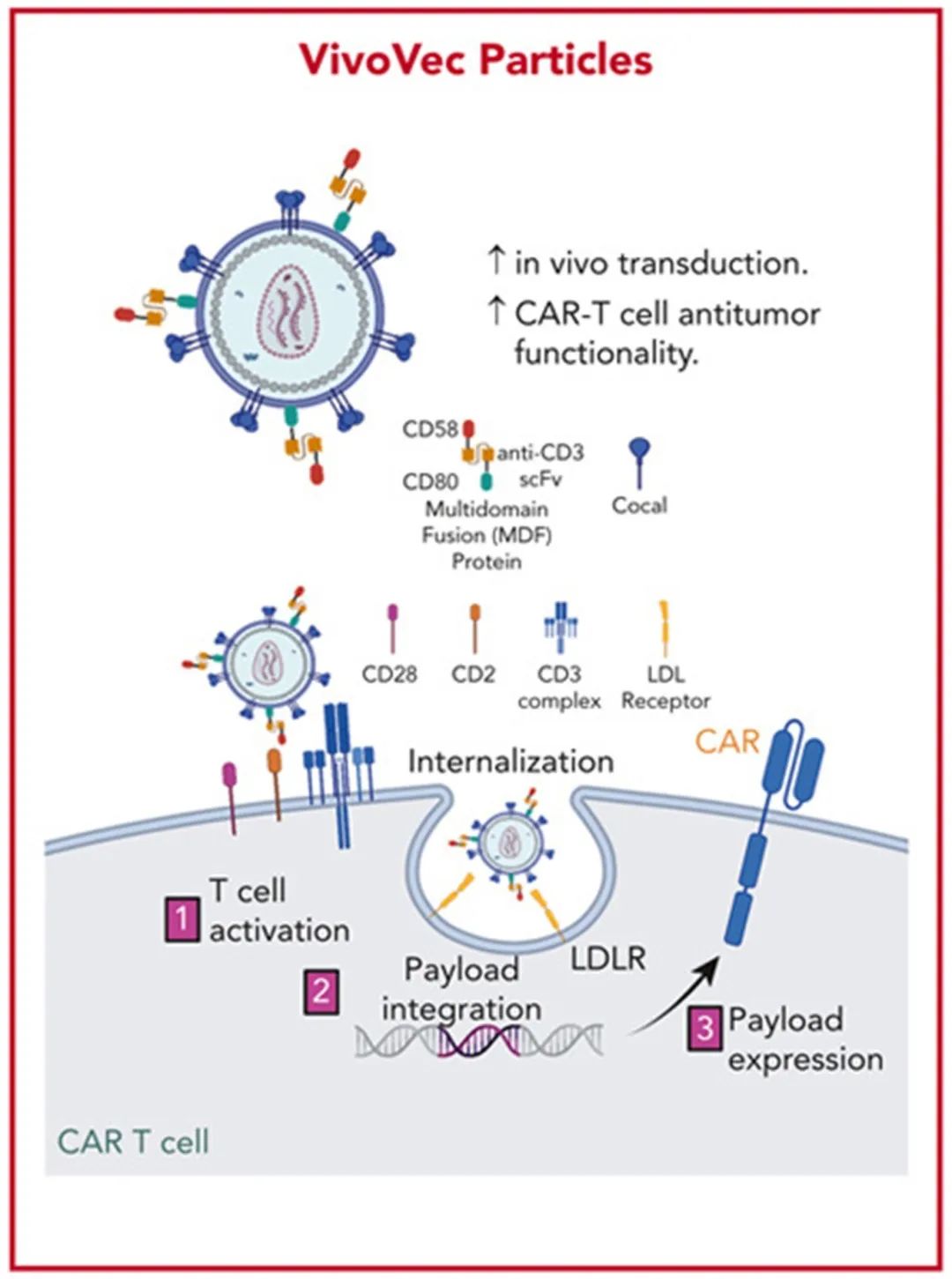 未来已至：慢病毒载体开启in vivo CAR-T细胞治疗新时代医药新闻-ByDrug-一站式医药资源共享中心-医药魔方