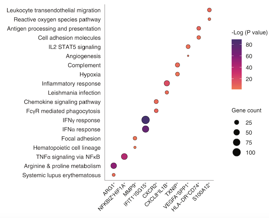 Cell | 上海嘉因中性粒细胞CUT&Tag及ATAC-seq客户文章 | 抗原提呈型中性粒细胞促进抗肿瘤免疫医药新闻-ByDrug-一站式医药资源共享中心-医药魔方