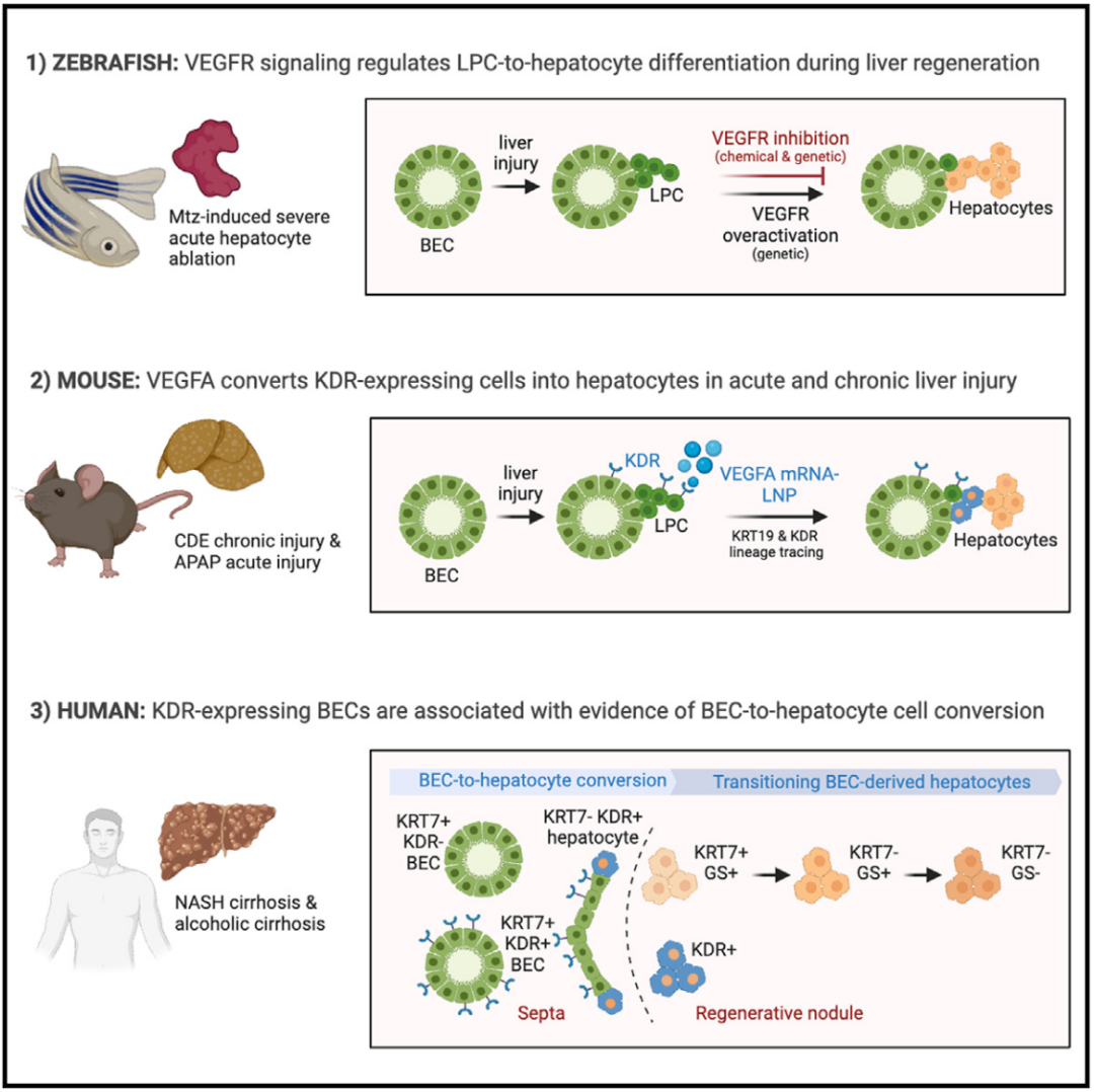 Cell Stem Cell：mRNA技术的全新应用，促进肝脏再生，挽救肝功能医药新闻-ByDrug-一站式医药资源共享中心-医药魔方
