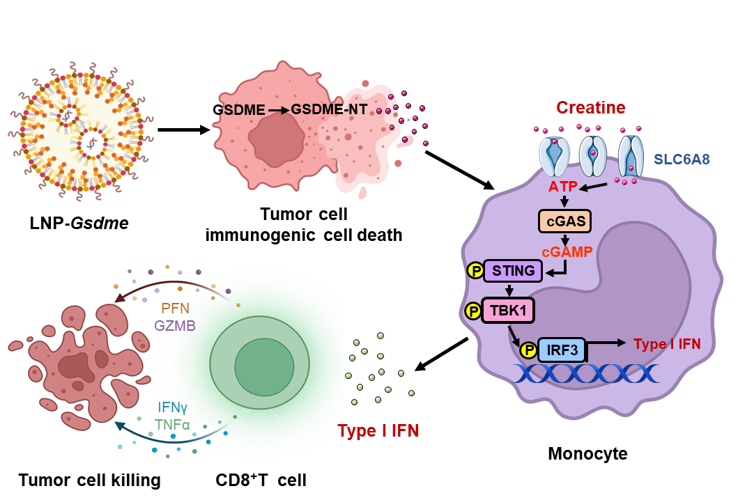 上交大医学院联合复旦团队新突破！肿瘤原位递送GSDME mRNA释放肌酸增强抗肿瘤免疫效应医药新闻-ByDrug-一站式医药资源共享中心-医药魔方