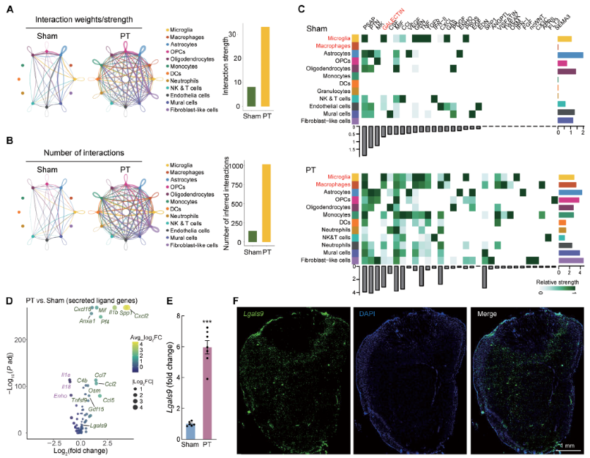 Sci Transl Med | 东南大学姚红红教授团队揭示LGALS9-CD44信号通路在卒中后脑修复中的重要作用医药新闻-ByDrug-一 ...