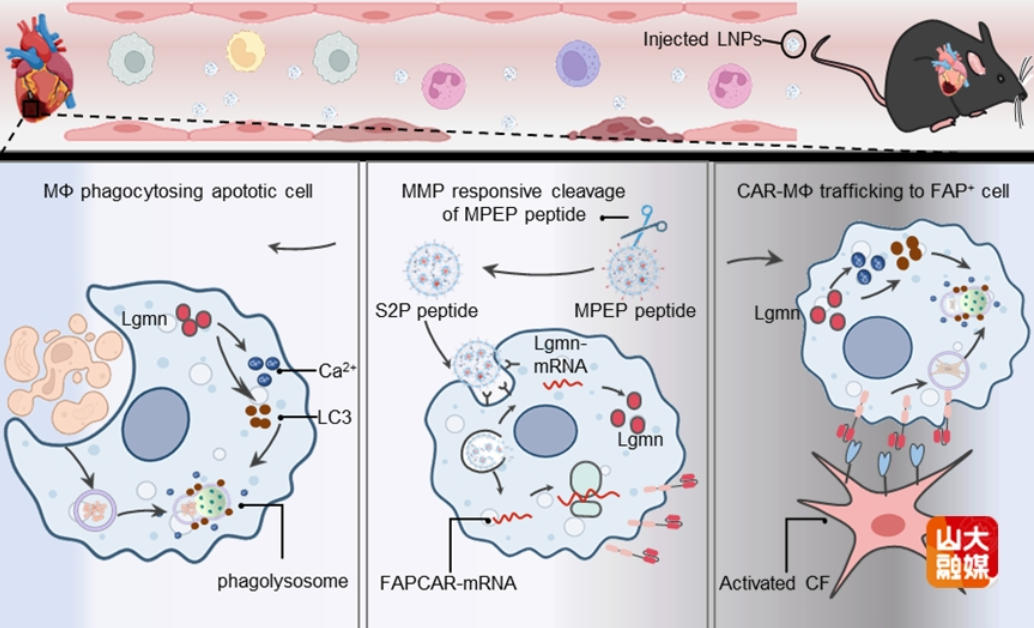 CAR-M：抗癌之外，有新突破医药新闻-ByDrug-一站式医药资源共享中心-医药魔方