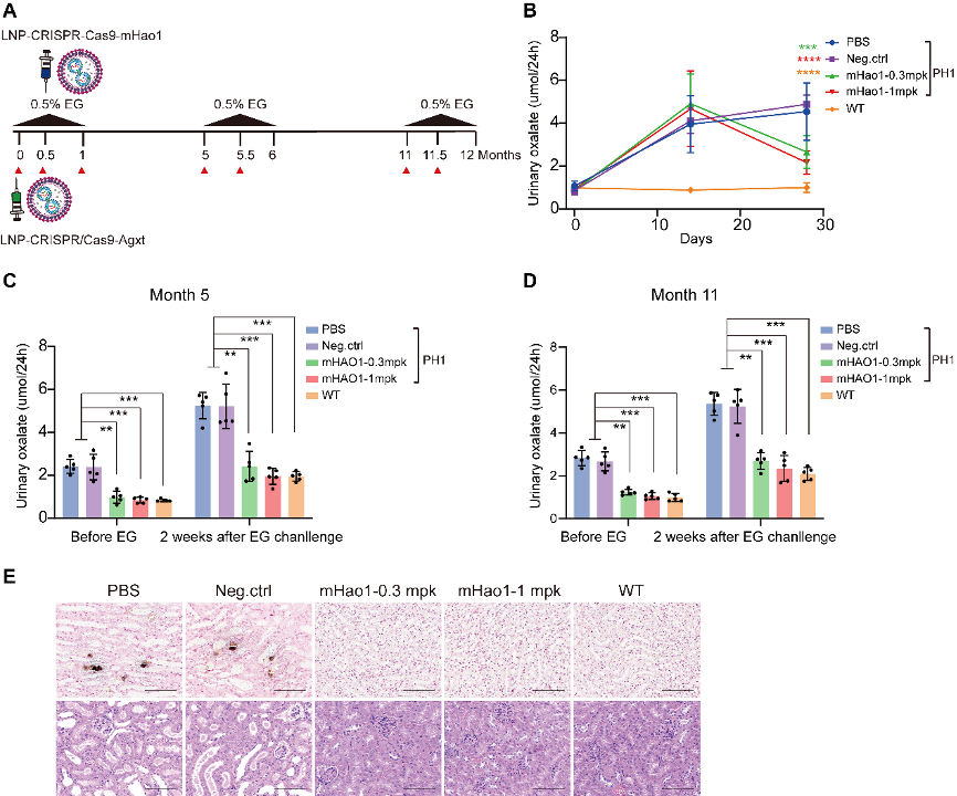 Molecular Therapy | 吴宇轩团队开发原发性高草酸尿症1型（PH1）体内基因编辑治疗新方案医药新闻-ByDrug-一站式医药资源共享中心-医药魔方
