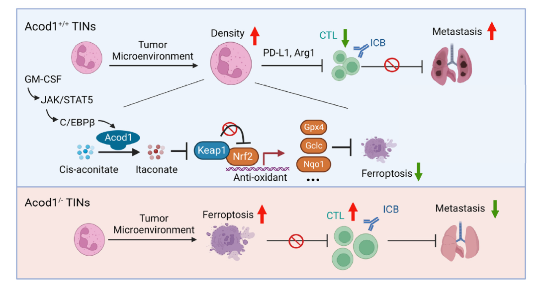 Cell Metabolism | 肿瘤浸润性中性粒细胞促进乳腺癌转移新机制医药新闻-ByDrug-一站式医药资源共享中心-医药魔方