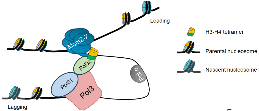 PNAS & NAR | 完成！DNA复制偶联亲代组蛋白回收的“最后一块拼图”医药新闻-ByDrug-一站式医药资源共享中心-医药魔方