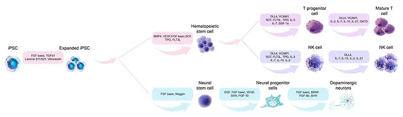 iPSC/T/NK细胞疗法CMC生产工艺解决方案医药新闻-ByDrug-一站式医药资源共享中心-医药魔方