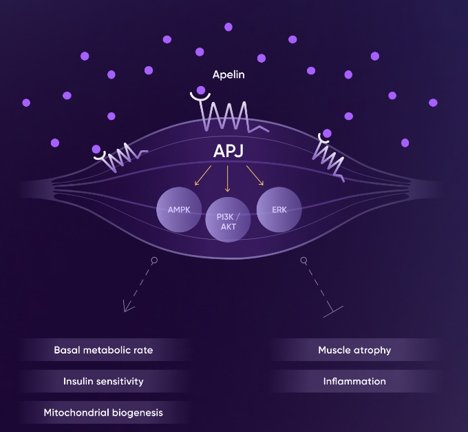 获安进授权！1.7亿美元融资，开发减重增肌新药医药新闻-ByDrug-一站式医药资源共享中心-医药魔方