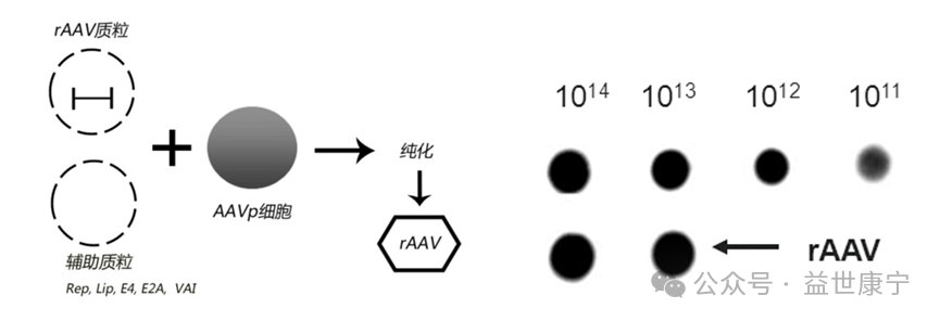 AAV基因疗法最新盘点 | 国内3款AAV基因疗法进入III期临床，37款IND受理/获批医药新闻-ByDrug-一站式医药资源共享中心-医药魔方