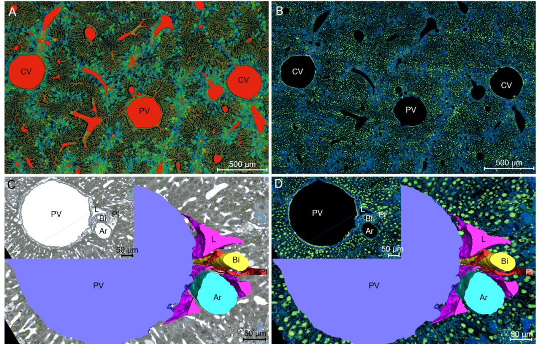Adv Sci | 高精度全景肝脏图谱：三维解码肝纤维化的病理特征医药新闻-ByDrug-一站式医药资源共享中心-医药魔方