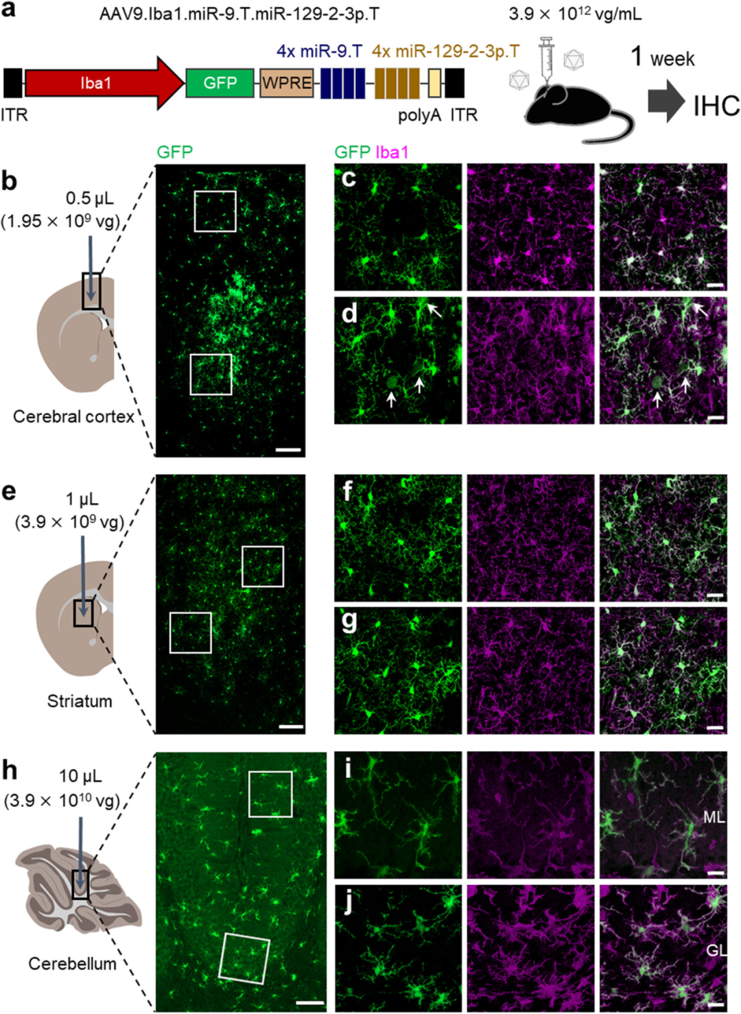 吉玛AAV研究指南—神经胶质篇医药新闻-ByDrug-一站式医药资源共享中心-医药魔方