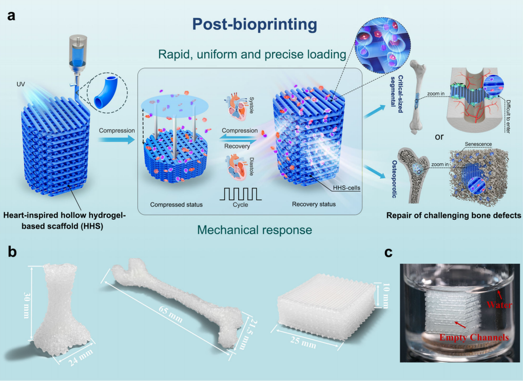 Nature Communications | “生物3D打印＋”新策略用于难愈合骨缺损治疗医药新闻-ByDrug-一站式医药资源共享中心-医药魔方