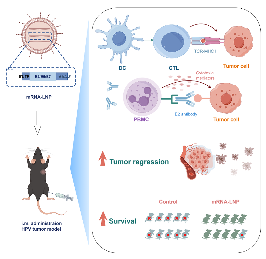 仁景生物发表HPV相关疾病mRNA治疗性疫苗早期研究数据医药新闻-ByDrug-一站式医药资源共享中心-医药魔方
