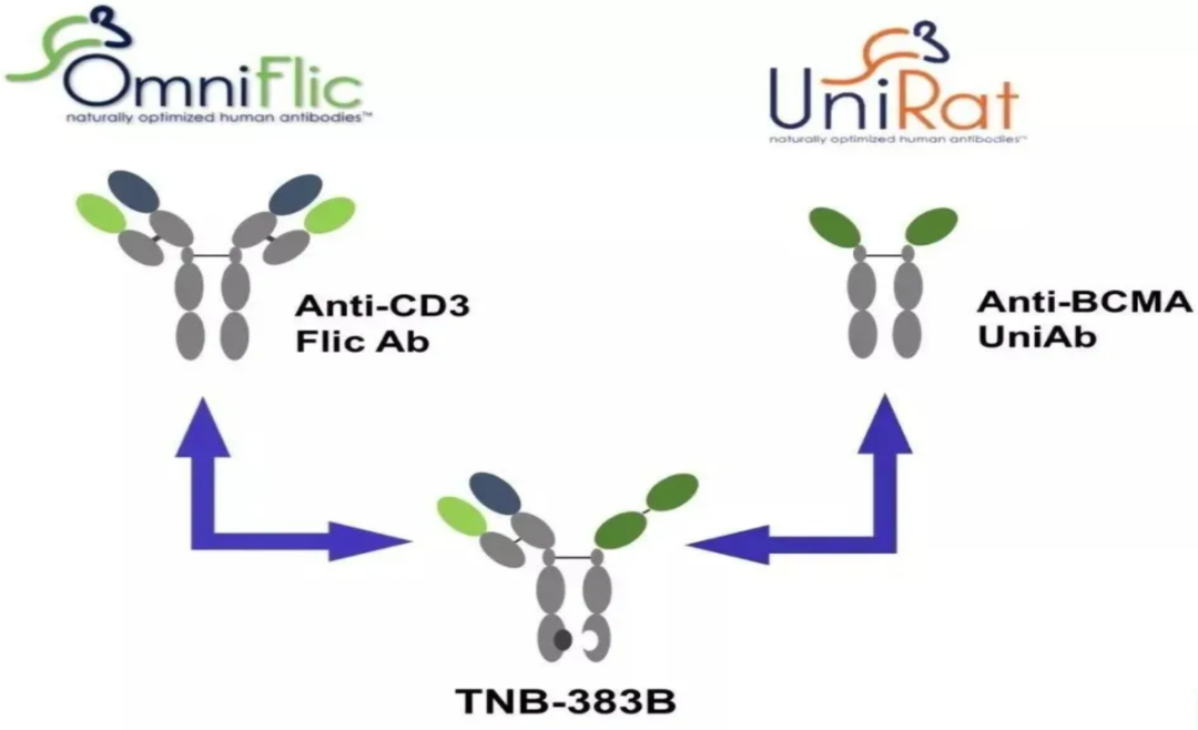 艾伯维收购获得的CD3/BCMA双抗在华申报临床医药新闻-ByDrug-一站式医药资源共享中心-医药魔方
