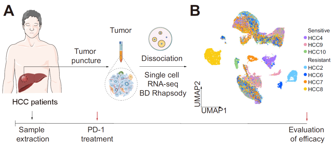 BD Rhapsody™ 助力肝癌顶刊｜IF 25.7发现中性粒细胞与肝细胞癌（HCC）的免疫治疗耐药相关医药新闻-ByDrug-一站式医药资源共享中心-医药魔方