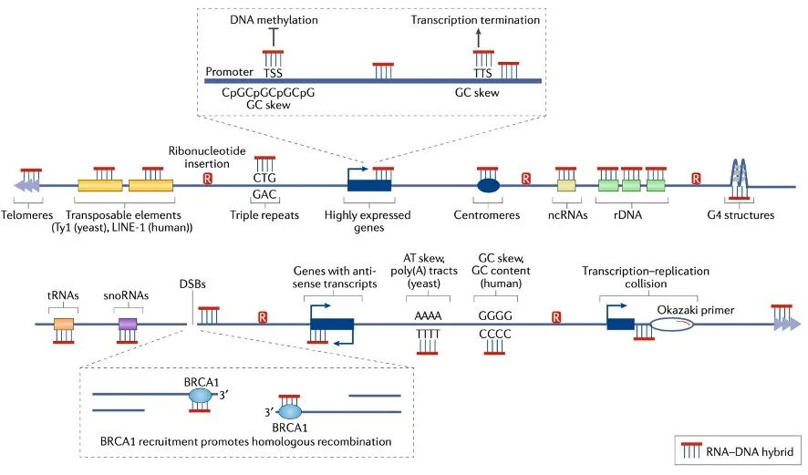 R-loop CUT&Tag系列文章之一：R-loop概览——结构、形成、分布、调控因子及病理生理功能医药新闻-ByDrug-一站式医药资源共享中心-医药魔方
