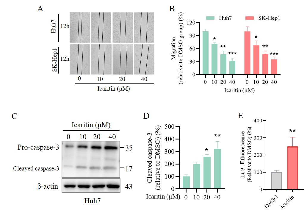 机制明晰：阿可拉定诱导肝癌线粒体自噬-细胞凋亡，发挥抗HCC作用医药新闻-ByDrug-一站式医药资源共享中心-医药魔方
